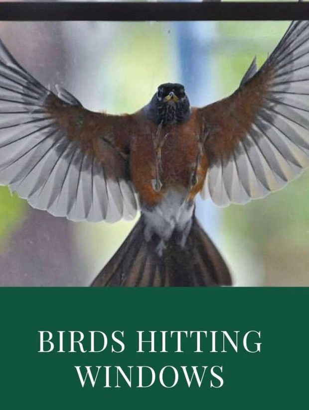 How to Interpret the Persistent Knocking of a Bird on Your Glass Window ...